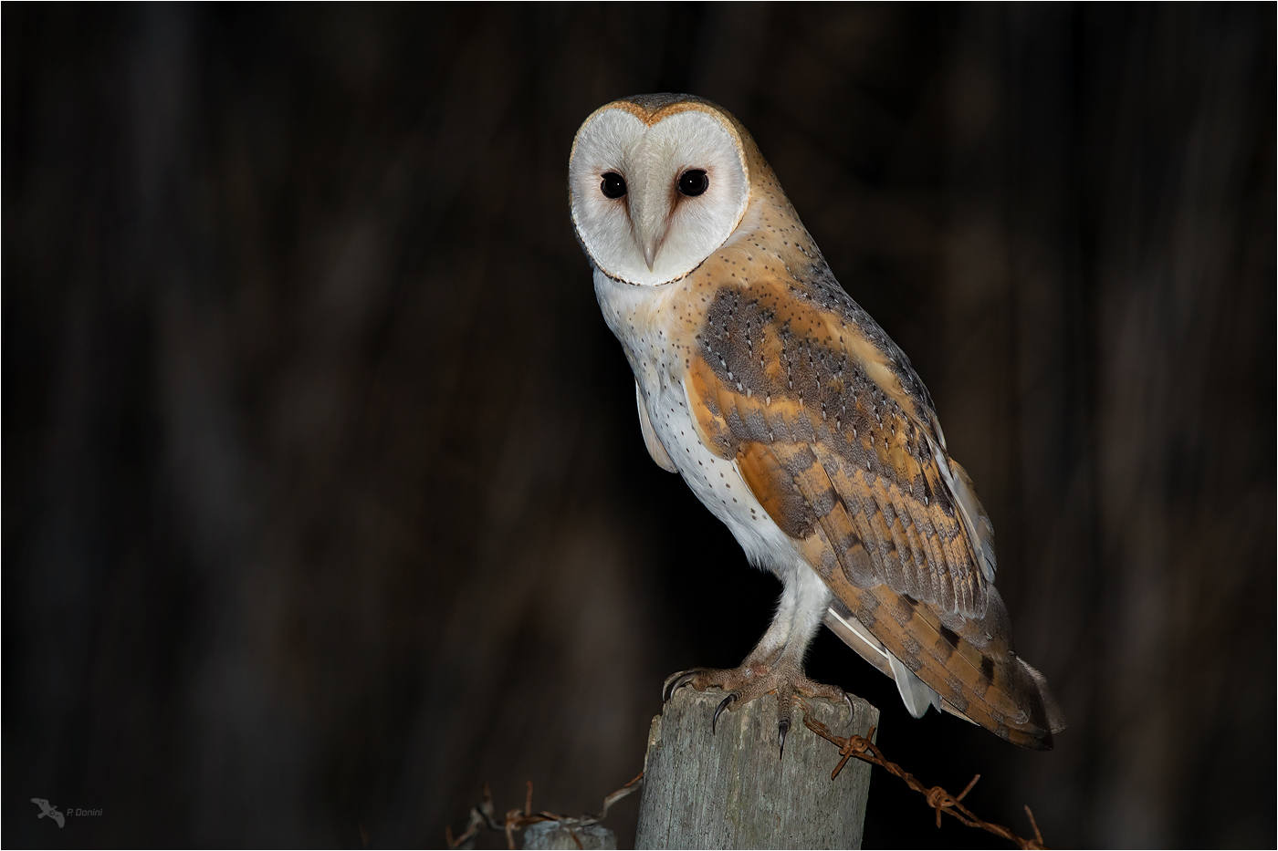 Schleiereule Foto & Bild | nacht, natur, vogel Bilder auf fotocommunity