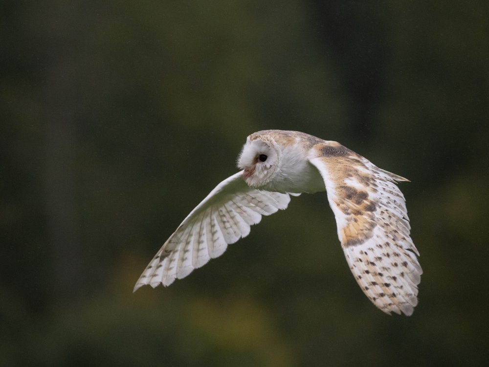 Schleiereule Foto & Bild | natur, tiere, vögel Bilder auf fotocommunity