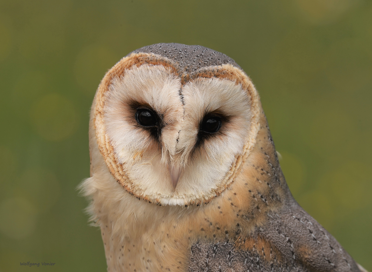 Schleiereule Foto & Bild | tiere, zoo, wildpark & falknerei, vögel Bilder auf fotocommunity