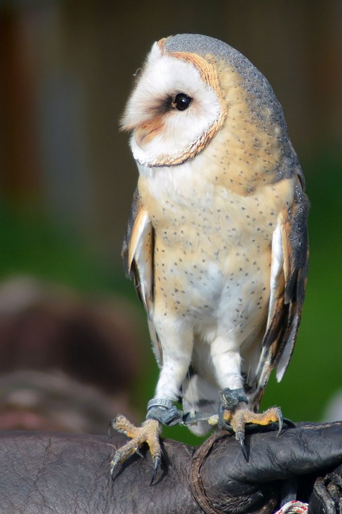 Schleiereule Foto & Bild | natur, federn, eule Bilder auf fotocommunity