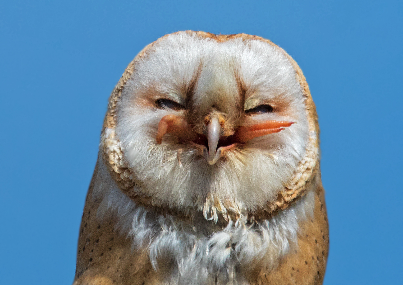 Lebensraum Der Schleiereule