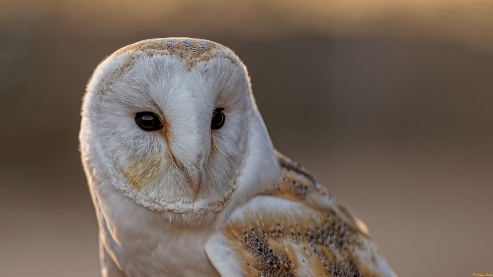 Schleiereule (Tyto alba) Foto & Bild | tiere, zoo, wildpark & falknerei, vögel Bilder auf ...