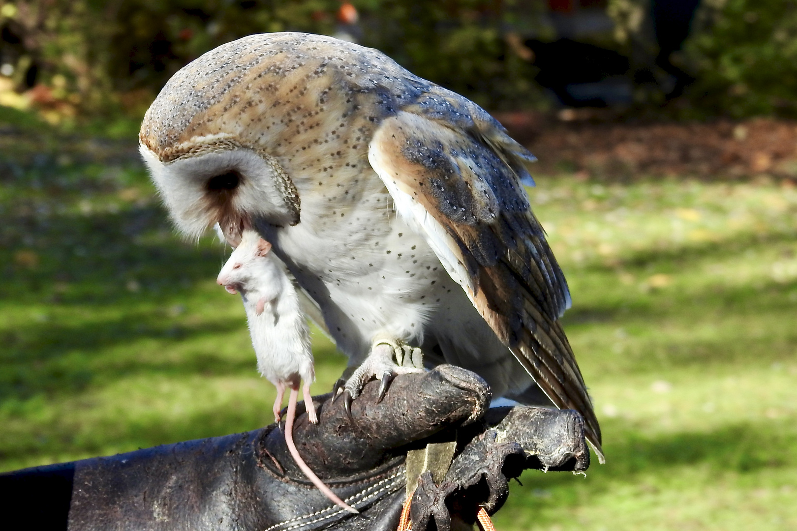 Schleiereule (Tyto alba) Foto & Bild | münchen, natur, zoo Bilder auf fotocommunity