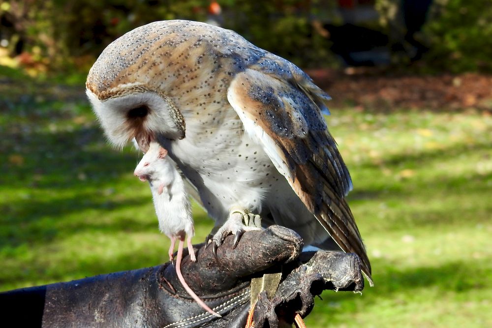 Schleiereule (Tyto alba) Foto & Bild | münchen, natur, zoo Bilder auf fotocommunity