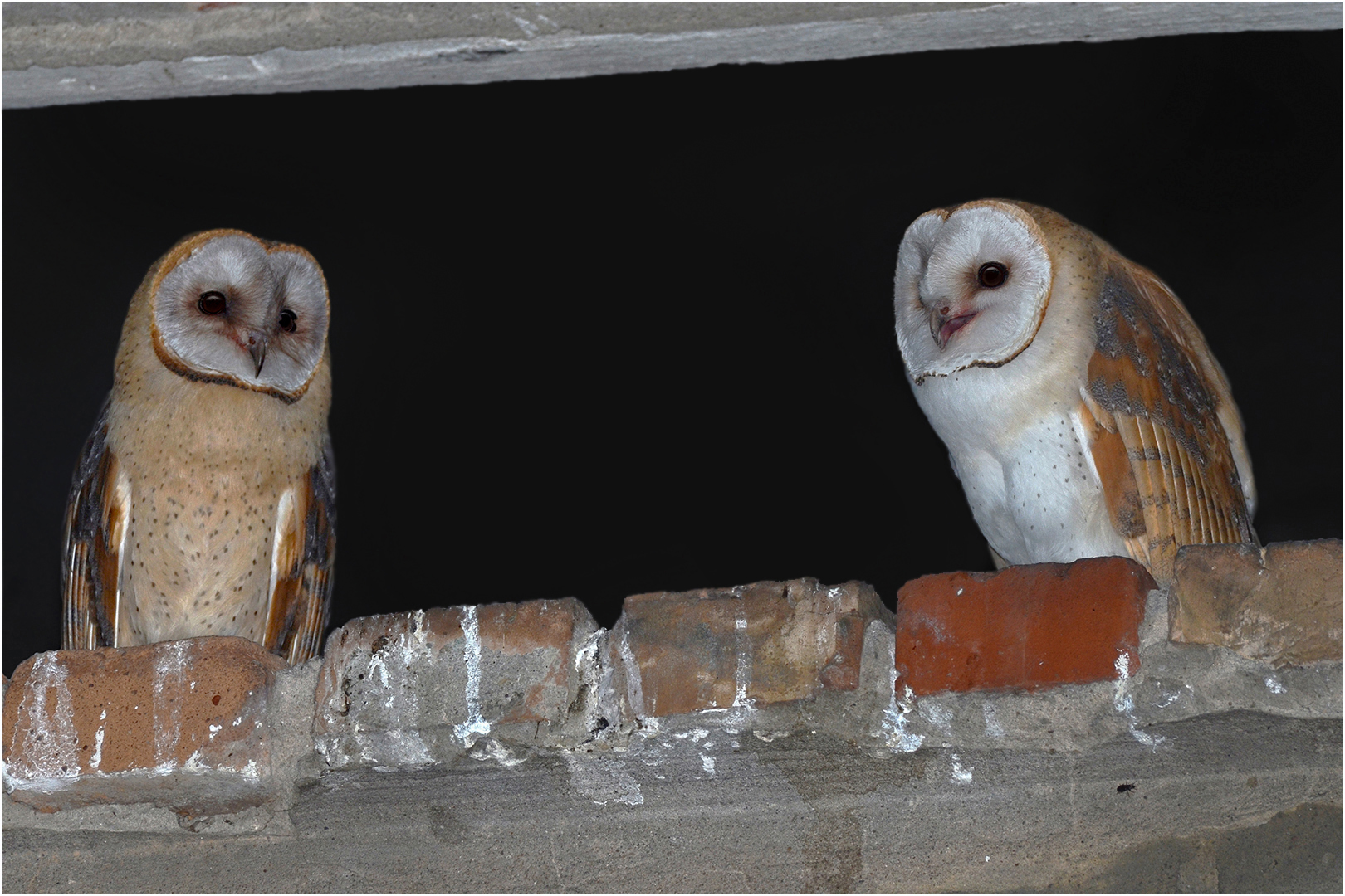 Schleiereulen Foto & Bild | tiere, wildlife, wild lebende vögel Bilder auf fotocommunity