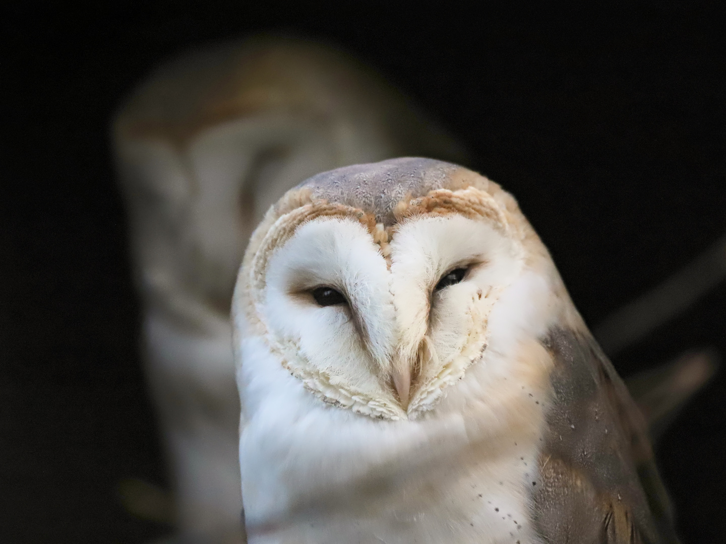 Schleiereulen (2019_12_17_7815_ji) Foto & Bild | natur, vogel, eule Bilder auf fotocommunity