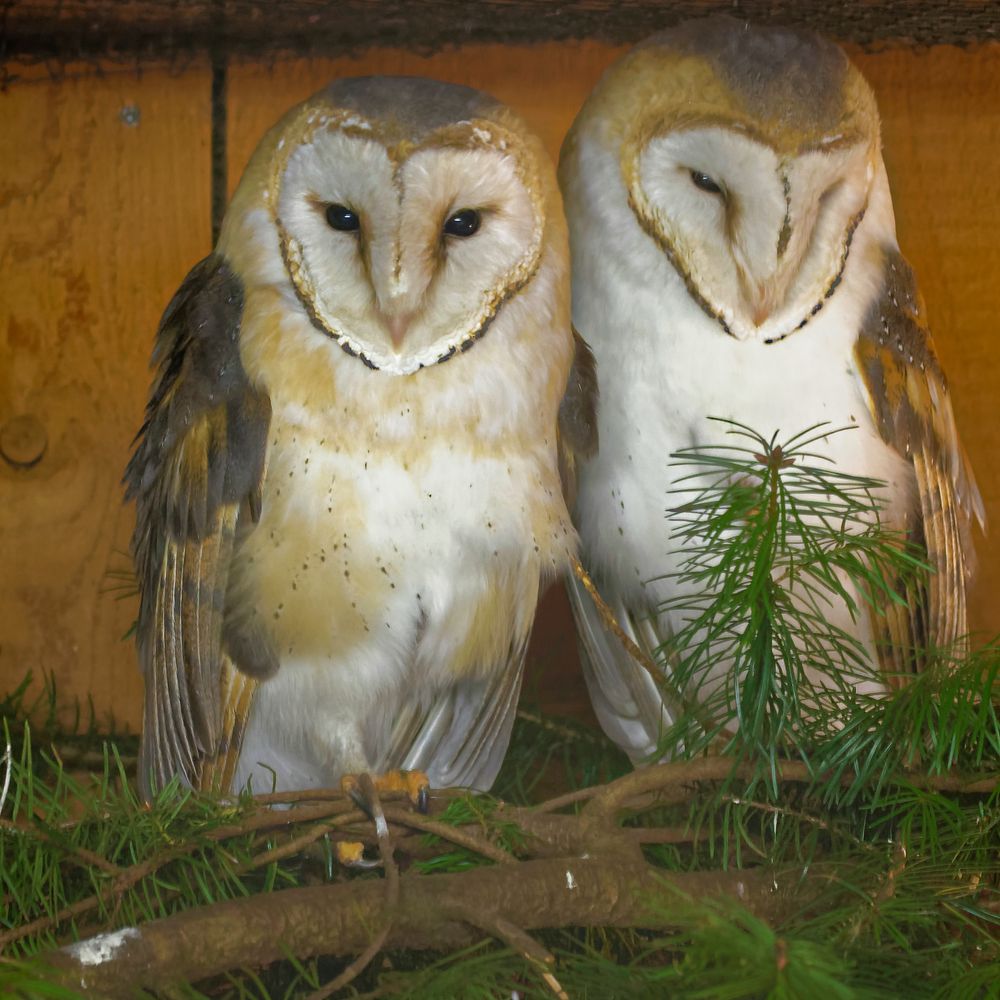 Schleiereulen Foto & Bild | natur, vogel, eule Bilder auf fotocommunity