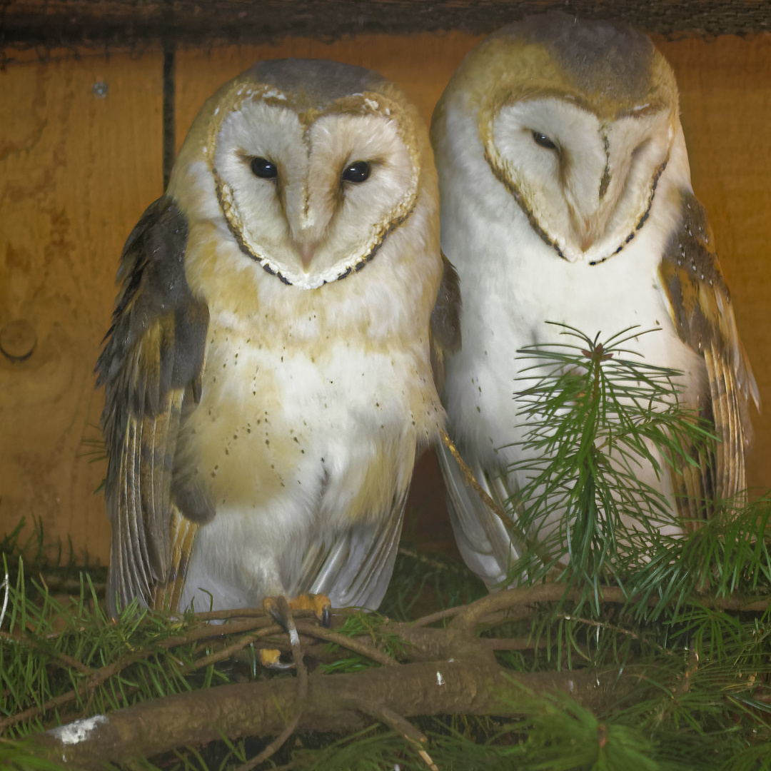Schleiereulen Foto & Bild | natur, vogel, eule Bilder auf fotocommunity