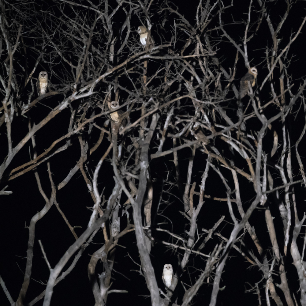 Schleiereulen - I Foto & Bild | nacht, nachtaufnahme, eule Bilder auf fotocommunity