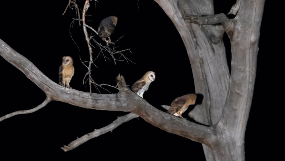 Schleiereulen - II Foto & Bild | nacht, nachtaufnahme, eule Bilder auf fotocommunity