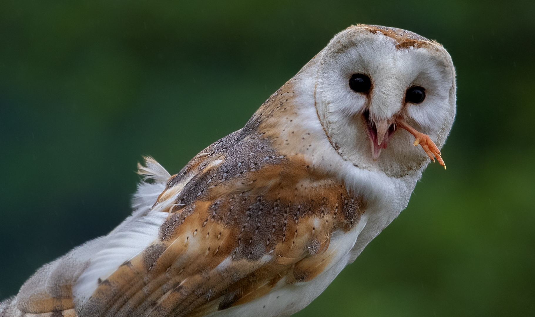 Schleiereulen-Portrait 001 Foto & Bild | deutschland, europe, niedersachsen Bilder auf fotocommunity