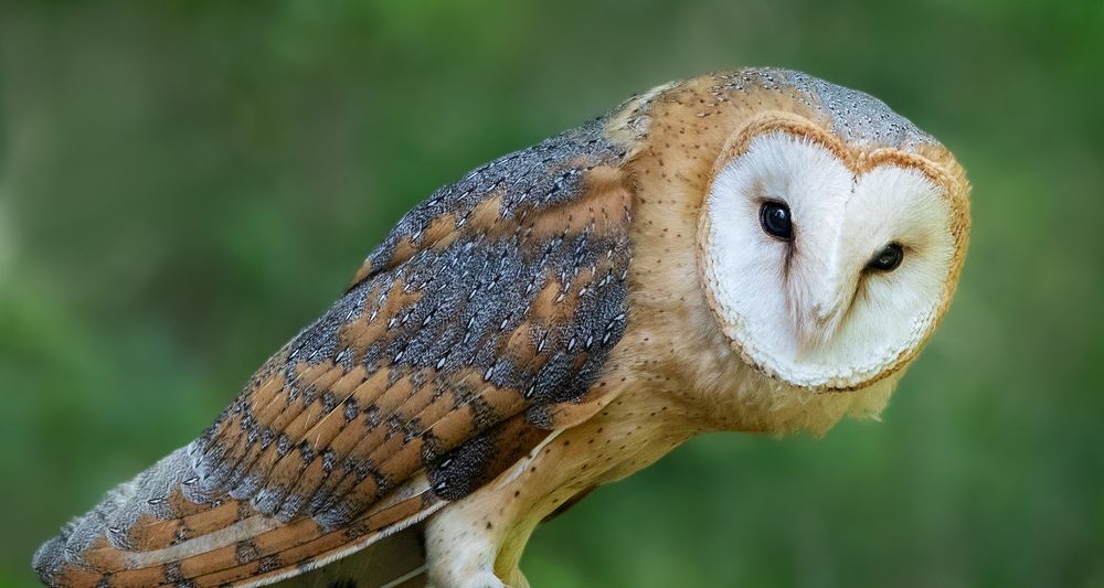 Schleiereulen-Portrait 008 Foto & Bild | deutschland, europe, niedersachsen Bilder auf fotocommunity