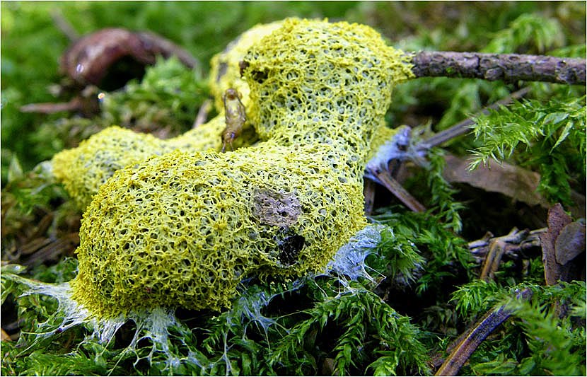 Schleimer Foto & Bild | pflanzen, pilze & flechten, pilze & flechten ...