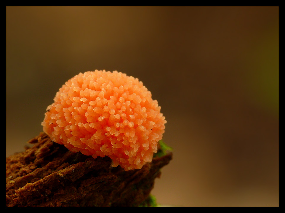 Schleimer... Foto & Bild | pflanzen, pilze & flechten, pilze & flechten ...
