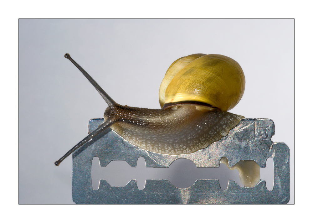 „Schleimer“ Foto & Bild | tiere, wildlife, schnecken & muscheln Bilder ...