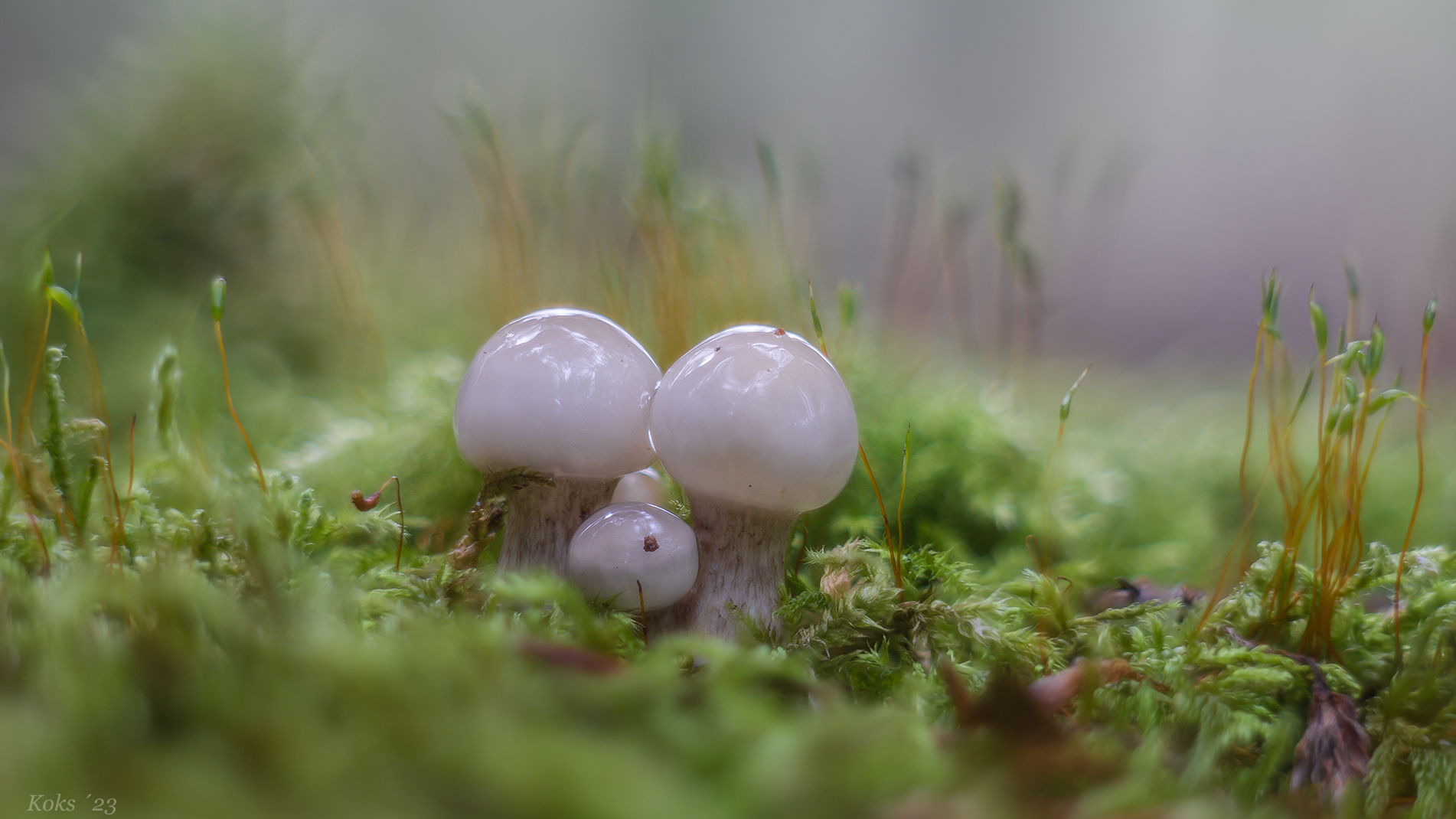 Schleimer im Moos Foto & Bild | wald, makro, natur Bilder auf fotocommunity