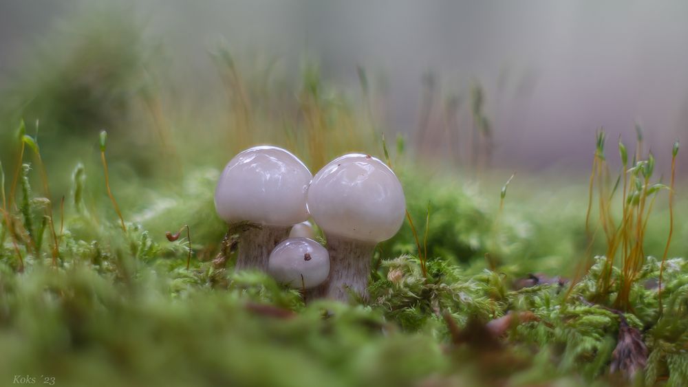 Schleimer im Moos Foto & Bild | wald, makro, natur Bilder auf fotocommunity