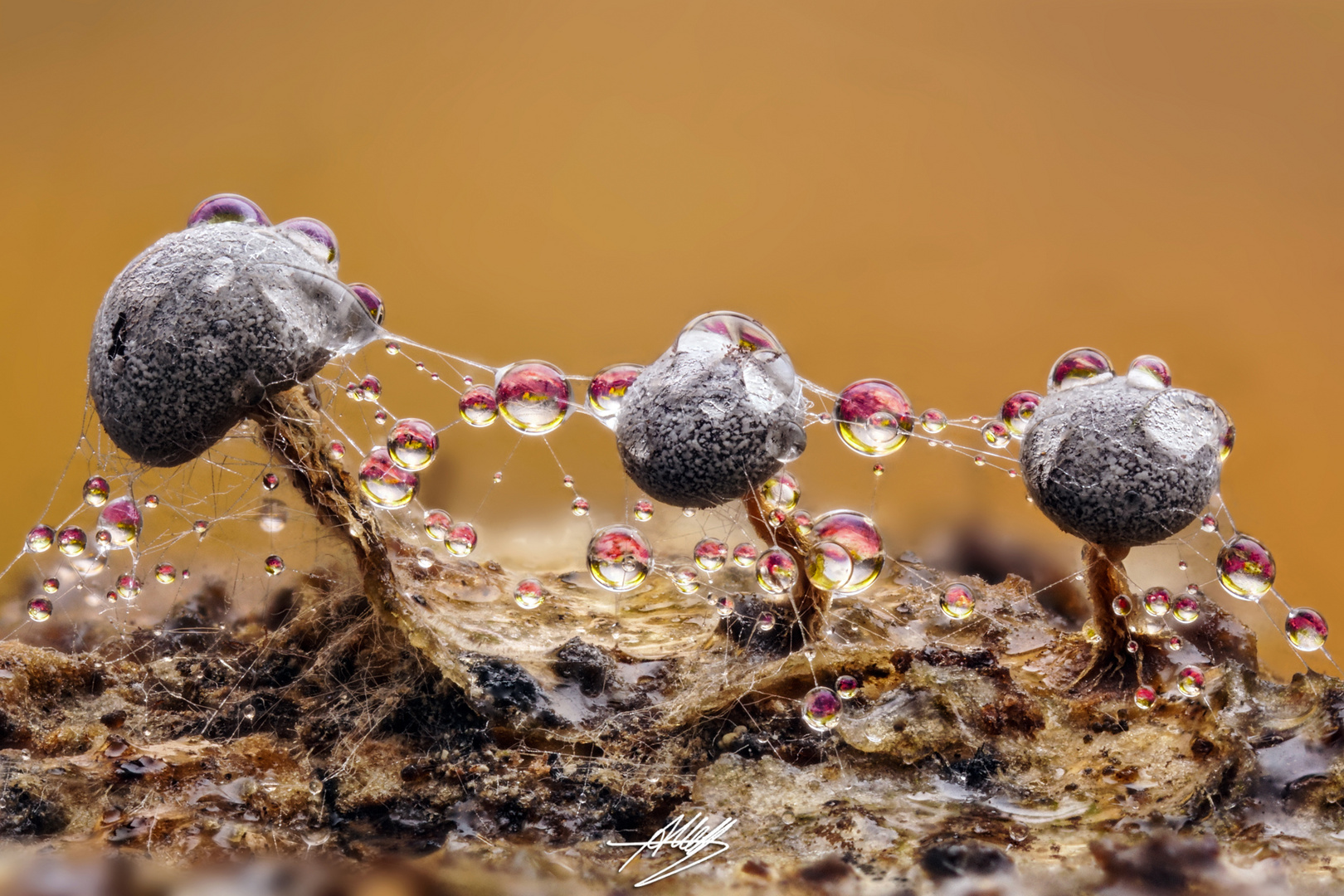 Schleimpilze (Physarum sp.) Foto & Bild | pflanzen, pilze & flechten ...