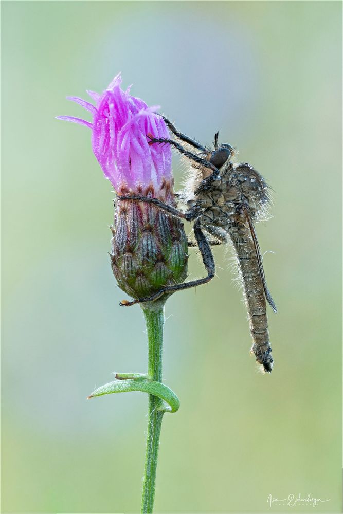 Schlichte Raubfliege (Machimus rusticus) Foto & Bild | fotos, makro ...