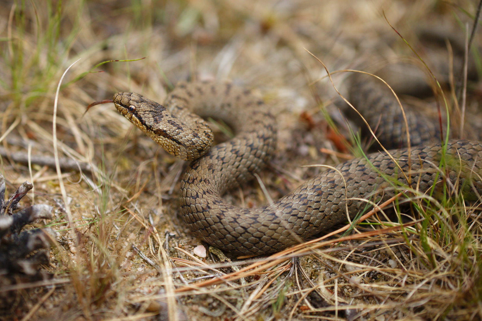 Schlingnatter (Coronella austriaca) Foto & Bild | tiere, wildlife ...