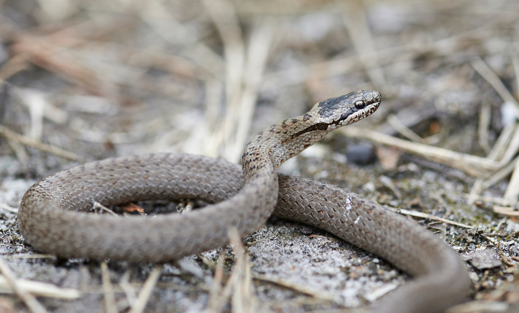 Schlingnatter (Coronella austriaca) Foto & Bild | tiere, wildlife ...