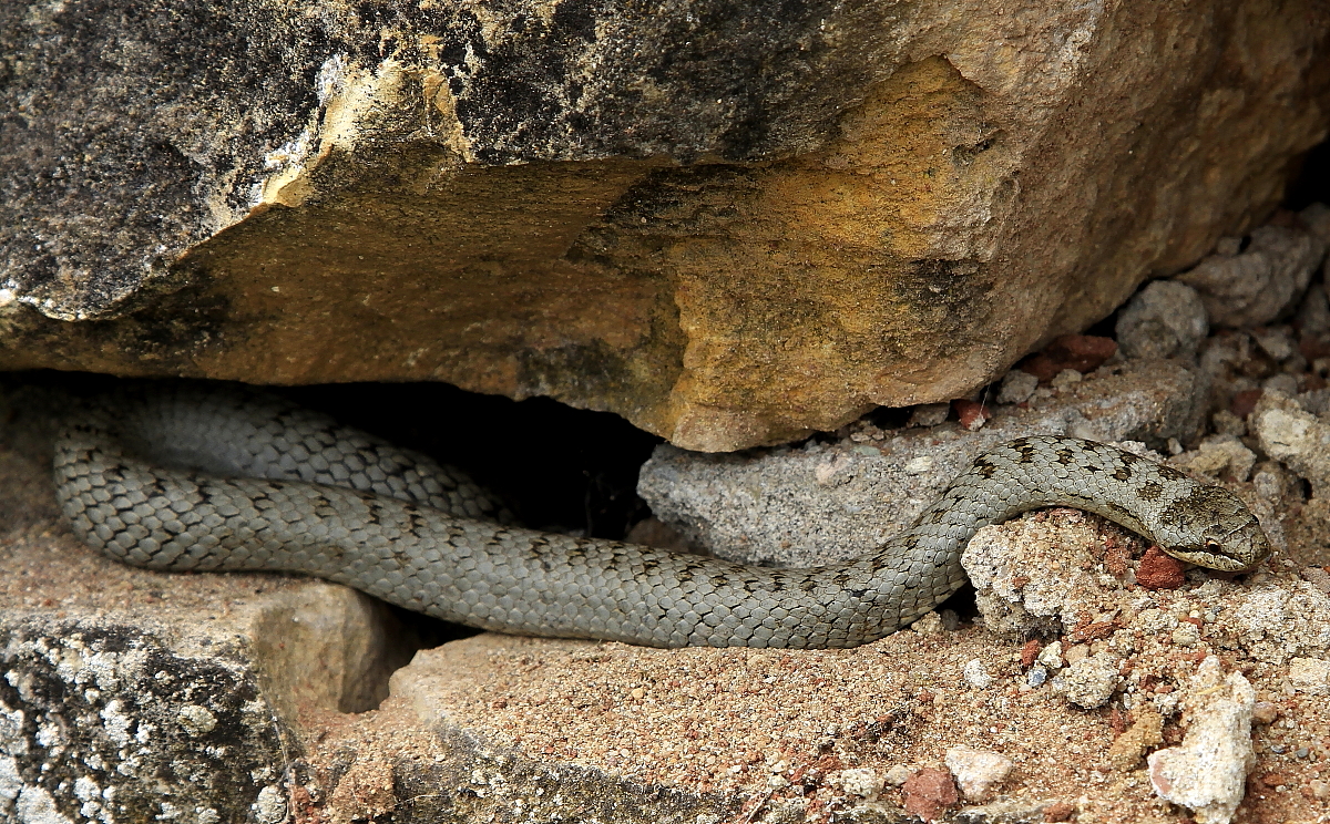 Schlingnatter (Coronella austriaca) Foto & Bild | tiere, wildlife ...