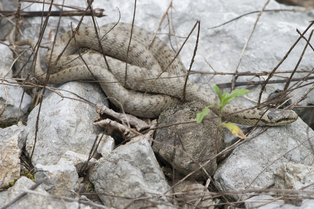 Schlingnatter - Coronella austriaca Foto & Bild | tiere, wildlife ...