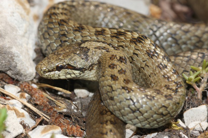 Schlingnatter, Coronella austriaca, Schlange Foto & Bild | tiere ...