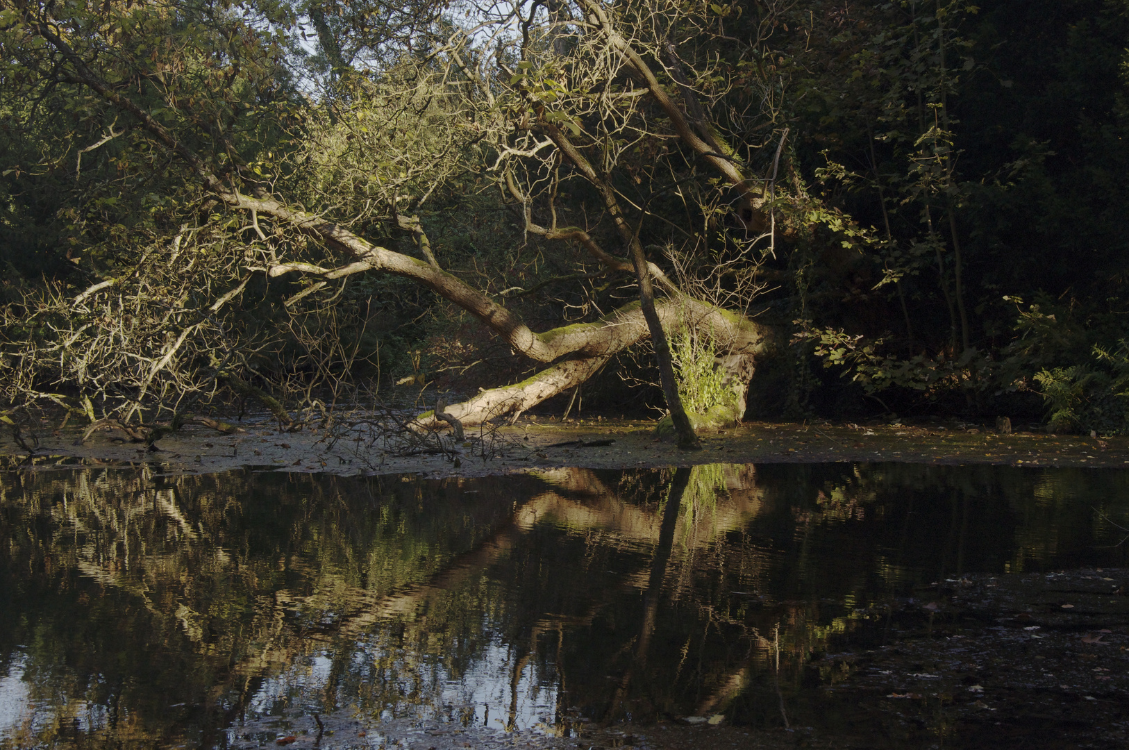 Schlosspark Kalkum Foto & Bild | landschaft, bach, fluss & see, see ...