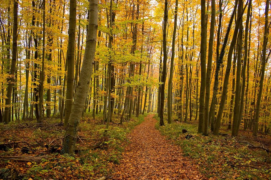 Schloßwald Auerbach Foto & Bild | archiv projekte naturchannel, naturprojekte 2008, lichtblicke ...