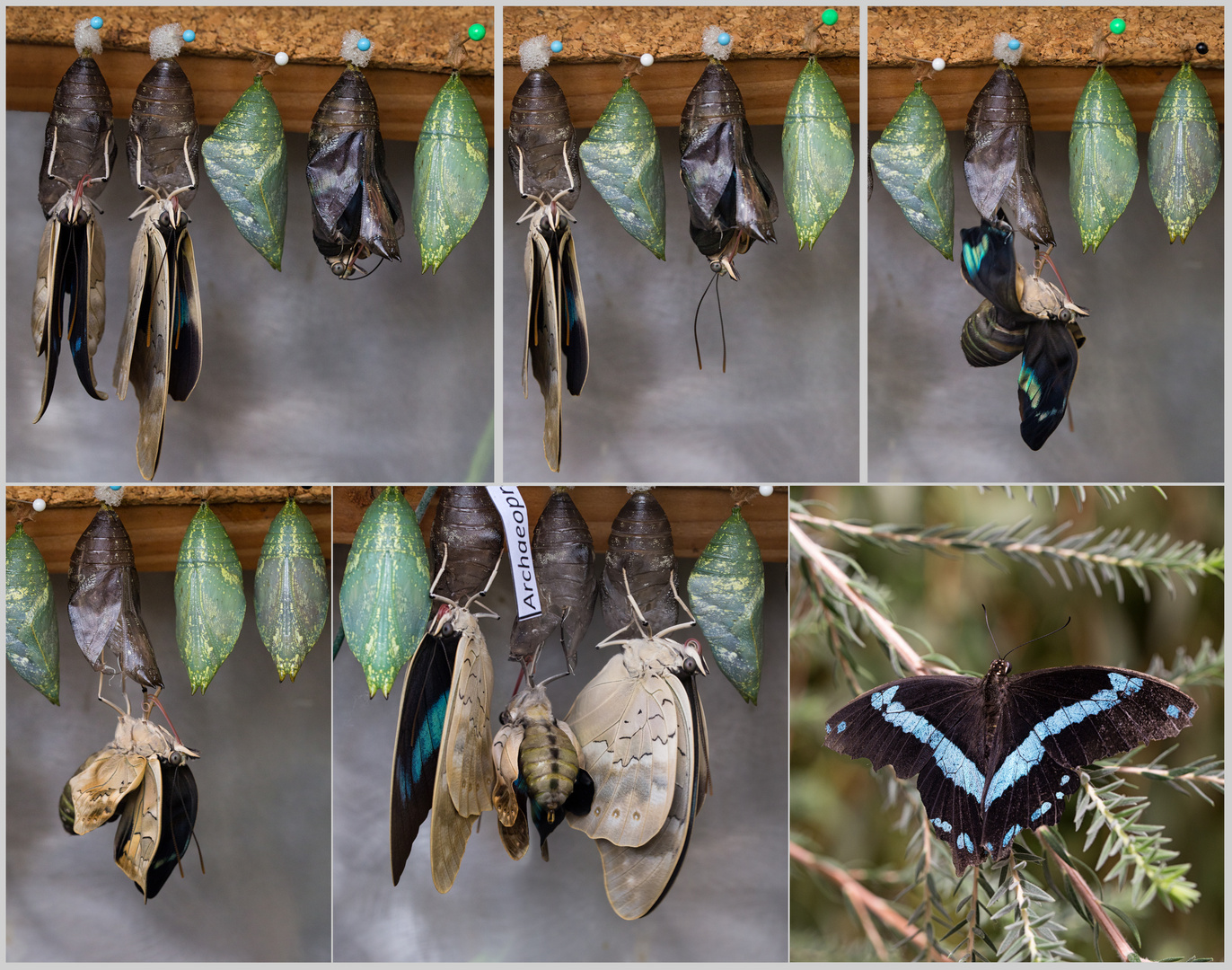 Schlüpfen des Blauen Schuster Foto & Bild | natur, insekten, tiere ...