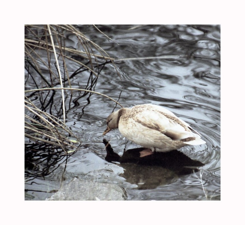 *schlürf* Foto & Bild | tiere, wildlife, wild lebende vögel Bilder auf ...