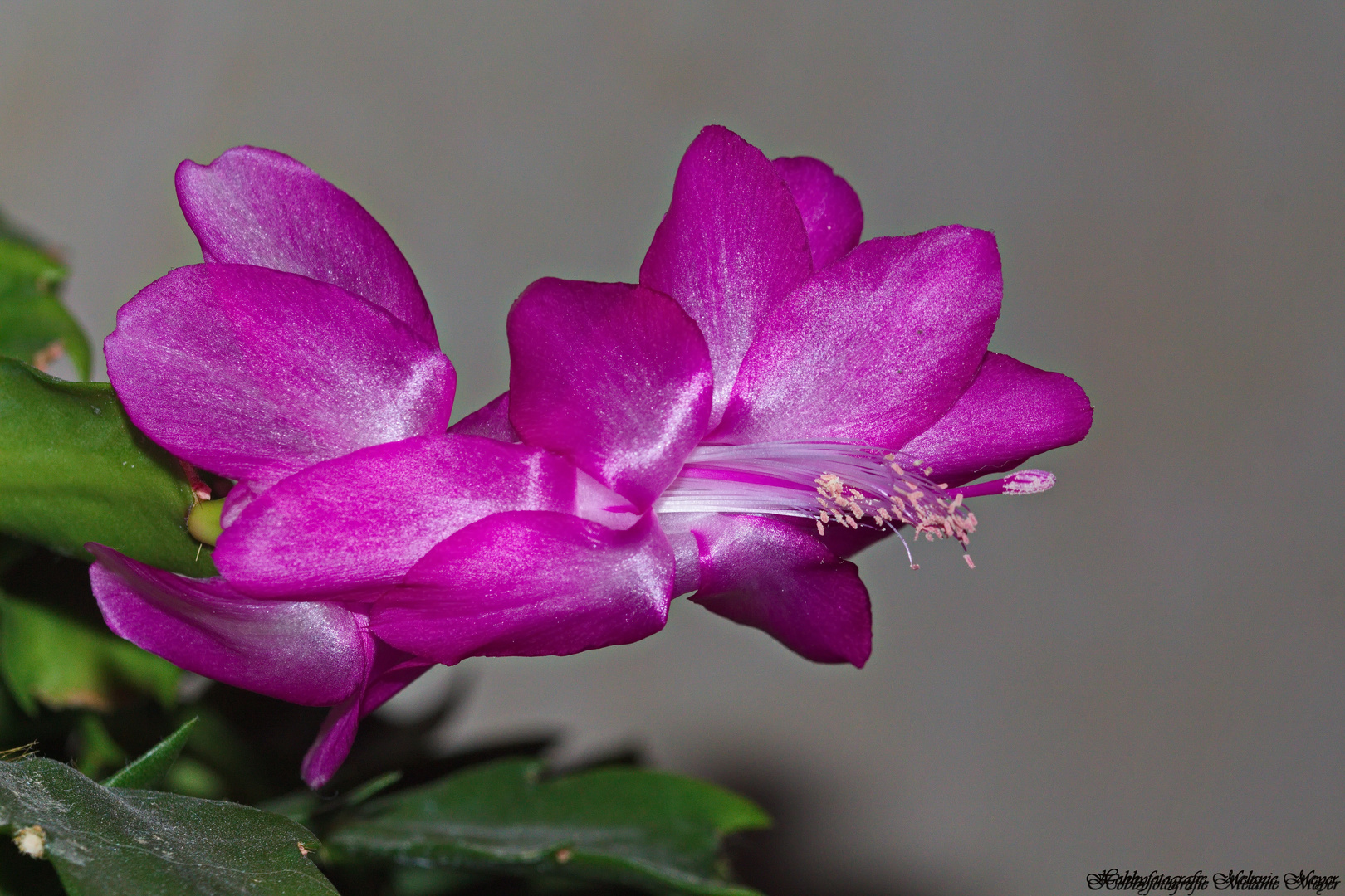 Schlumbergera Foto & Bild | natur, macro, pflanzen Bilder auf fotocommunity