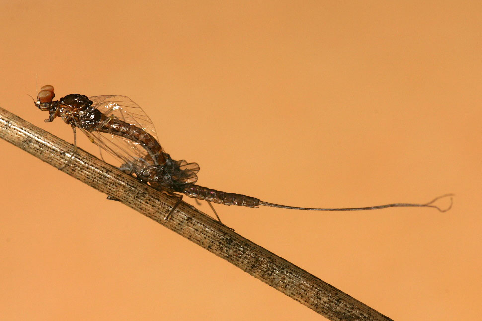 Schlupf Foto & Bild | tiere, wildlife, insekten Bilder auf fotocommunity