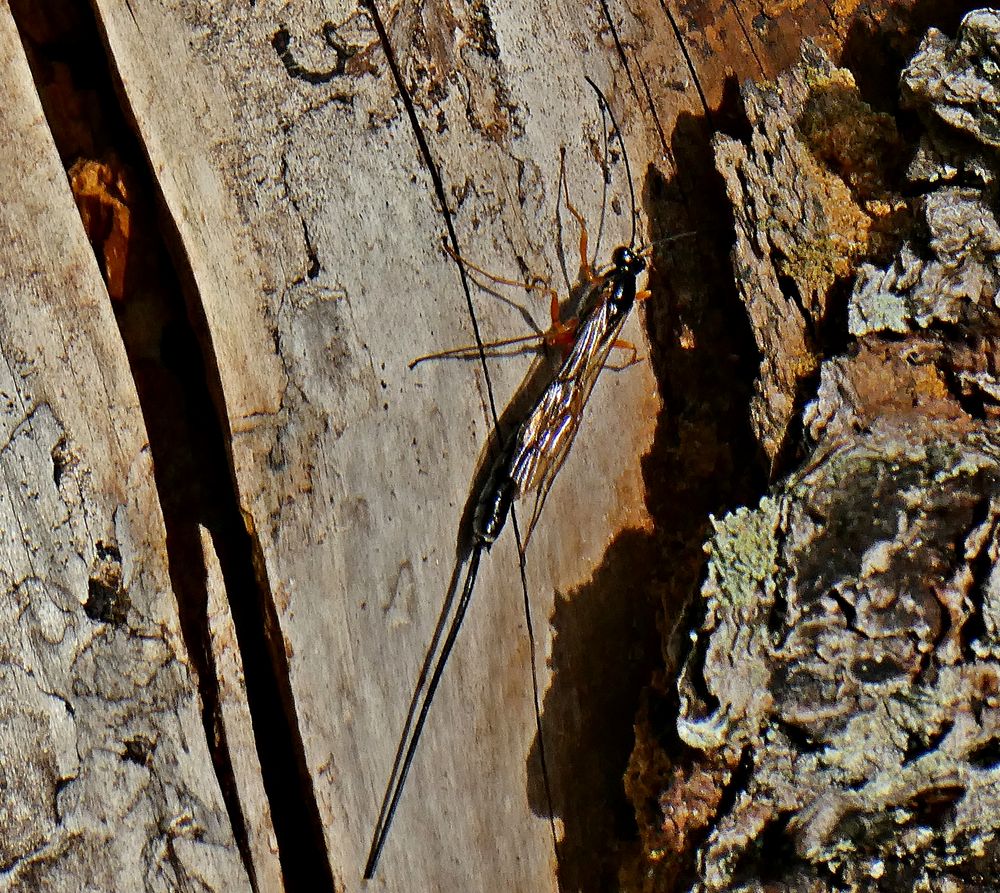 Schlupfwespe Foto & Bild | natur, insekten, tiere Bilder auf fotocommunity