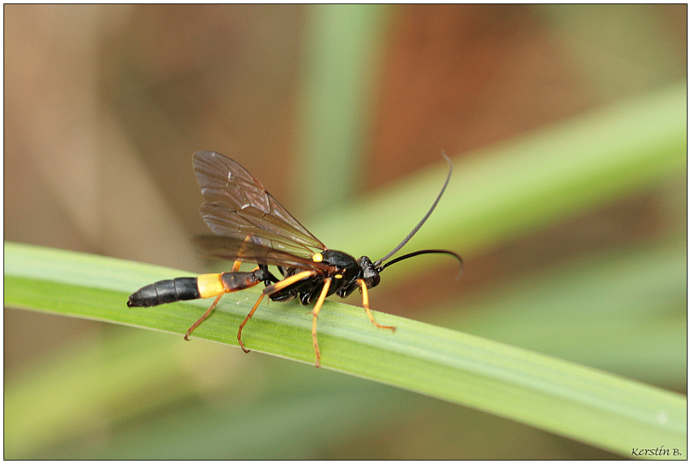 Schlupfwespe - Ichneumon confusor Foto & Bild | tiere, wildlife ...