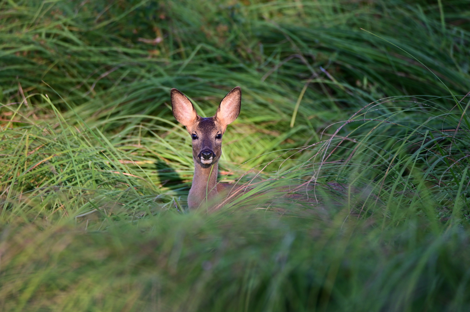 Schmal Reh Foto & Bild | tiere, wildlife, natur Bilder auf fotocommunity