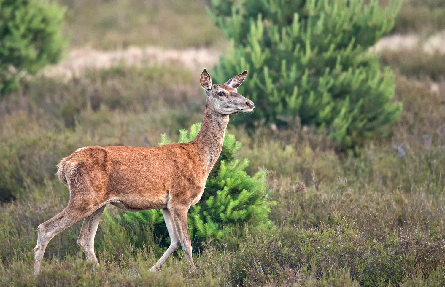 Schmaltier / Rotwild Foto & Bild | tiere, wildlife, säugetiere Bilder ...