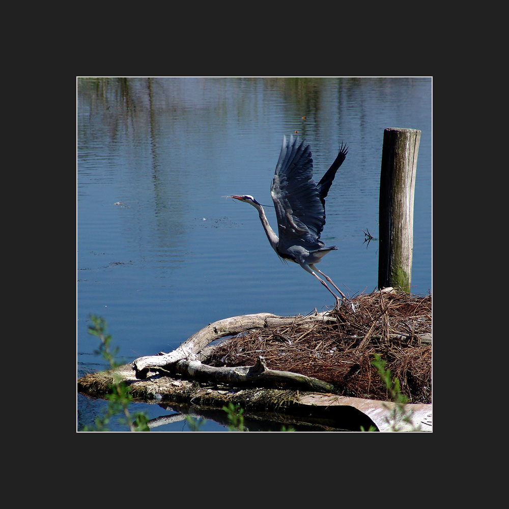 Schmarotzer Foto & Bild | tiere, wildlife, wild lebende vögel Bilder ...