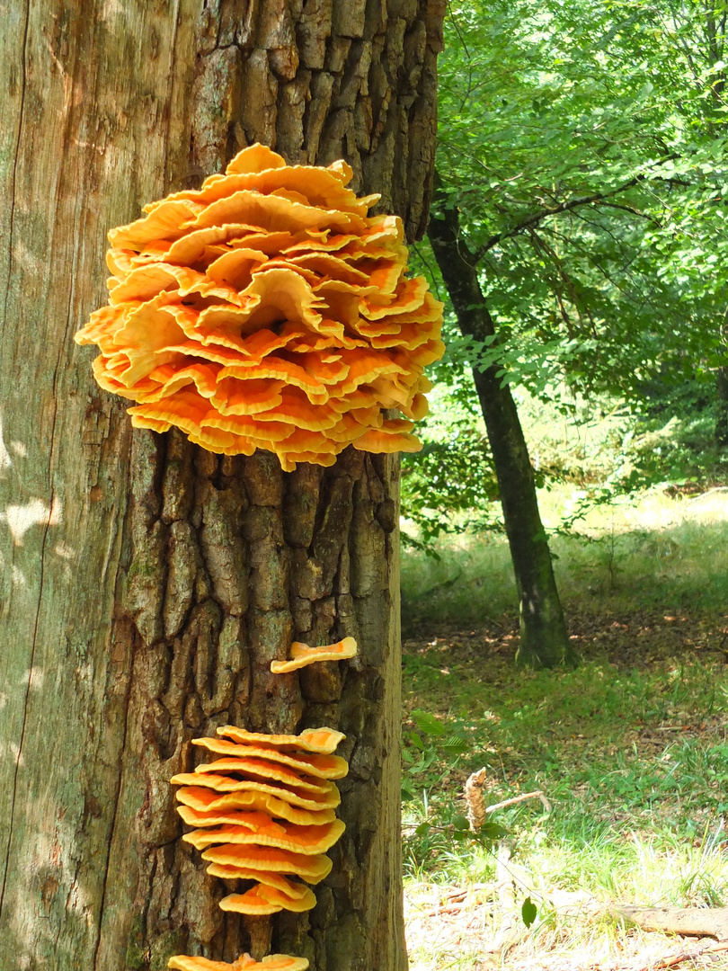 Schmarotzer 2 Foto & Bild | pflanzen, pilze & flechten, pilze ...