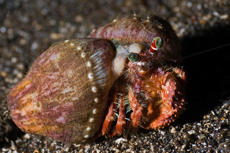 Schmarotzer Foto & Bild | unterwasser, uw-salzwasser, natur-kreativ ...