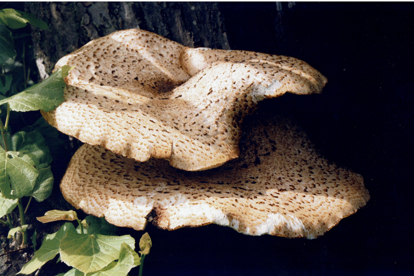 Schmarotzer Foto & Bild | pflanzen, pilze & flechten, pilze & flechten ...