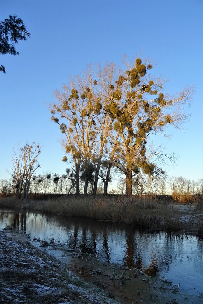 Schmarotzer Foto & Bild | pflanzen, pilze & flechten, landschaft, Äcker ...