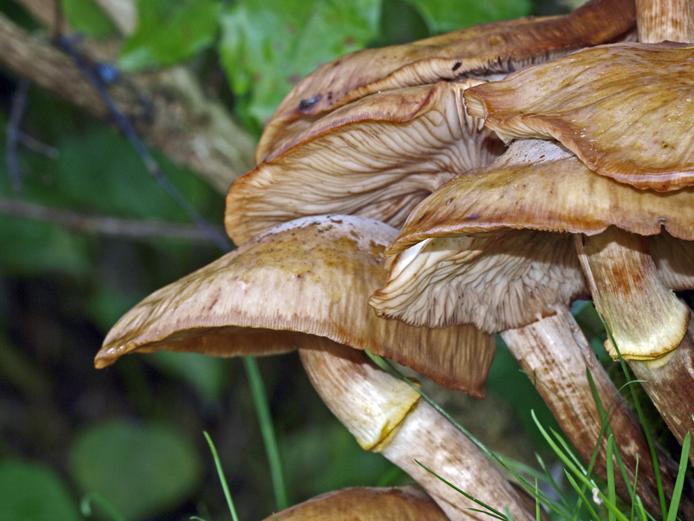 Schmarotzer an einem abgestorbenen Baumstamm Foto & Bild | pflanzen ...