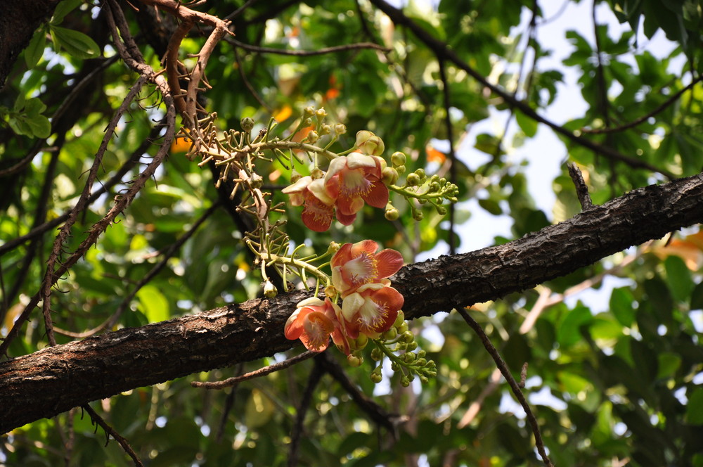 Schmarotzer ? Foto & Bild | sonstiges, was ist das?-bestimmungshilfe ...