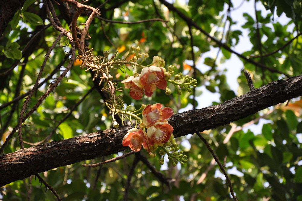 Schmarotzer ? Foto & Bild | sonstiges, was ist das?-bestimmungshilfe ...