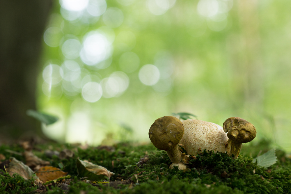 Schmarotzer Foto & Bild | pflanzen, pilze & flechten, pilze & flechten ...