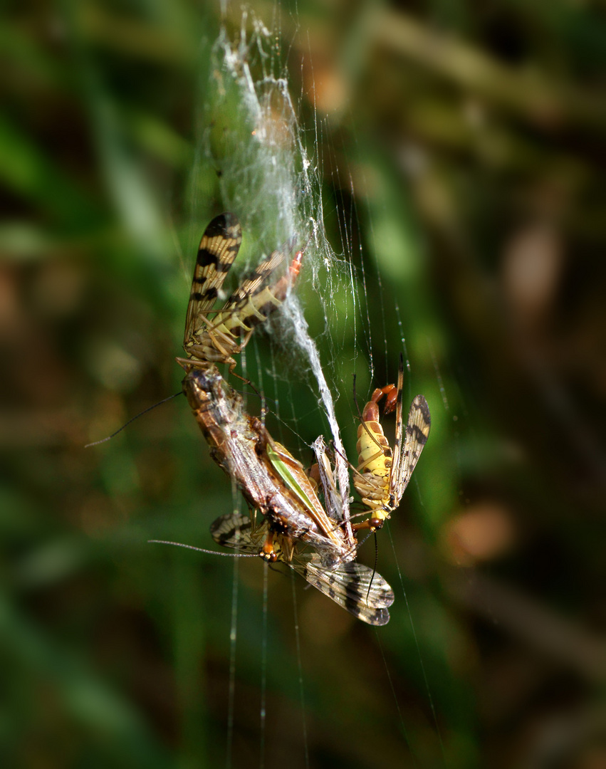 Schmarotzer Foto & Bild | natur, fliegen, insekten Bilder auf fotocommunity