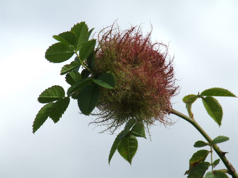 Schmarotzer Foto & Bild | pflanzen, pilze & flechten, sträucher, natur ...