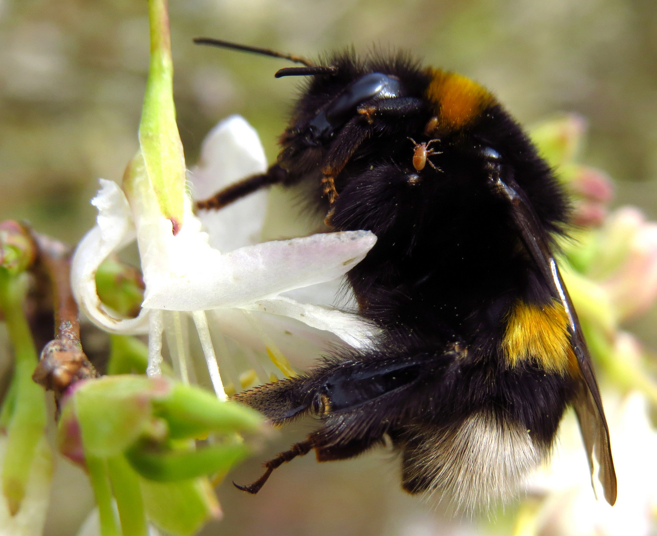 Schmarotzer... Foto & Bild | tiere, tierdetails, makro Bilder auf ...